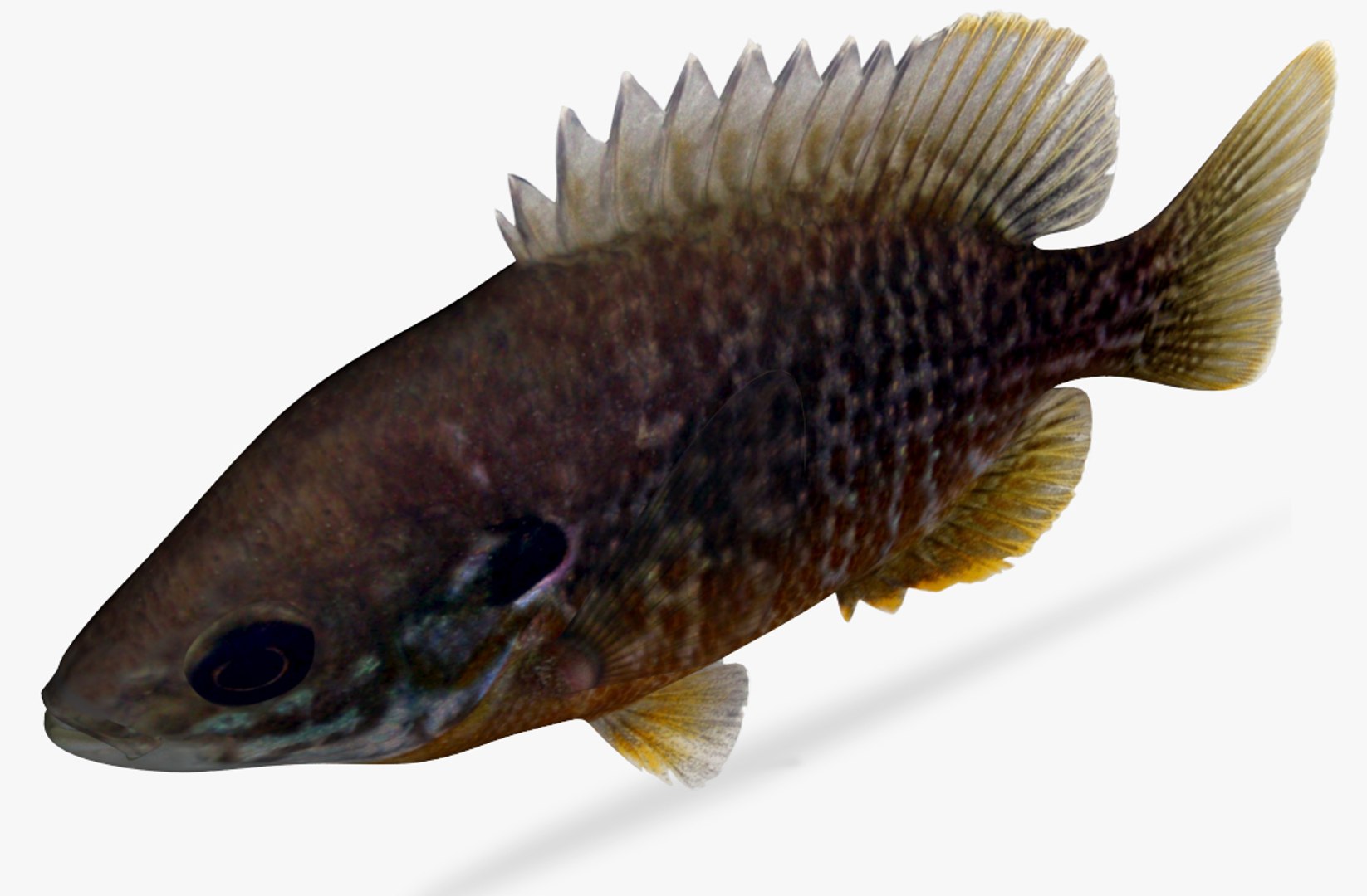 Hybrid Sunfish 3D Model - TurboSquid 1204981