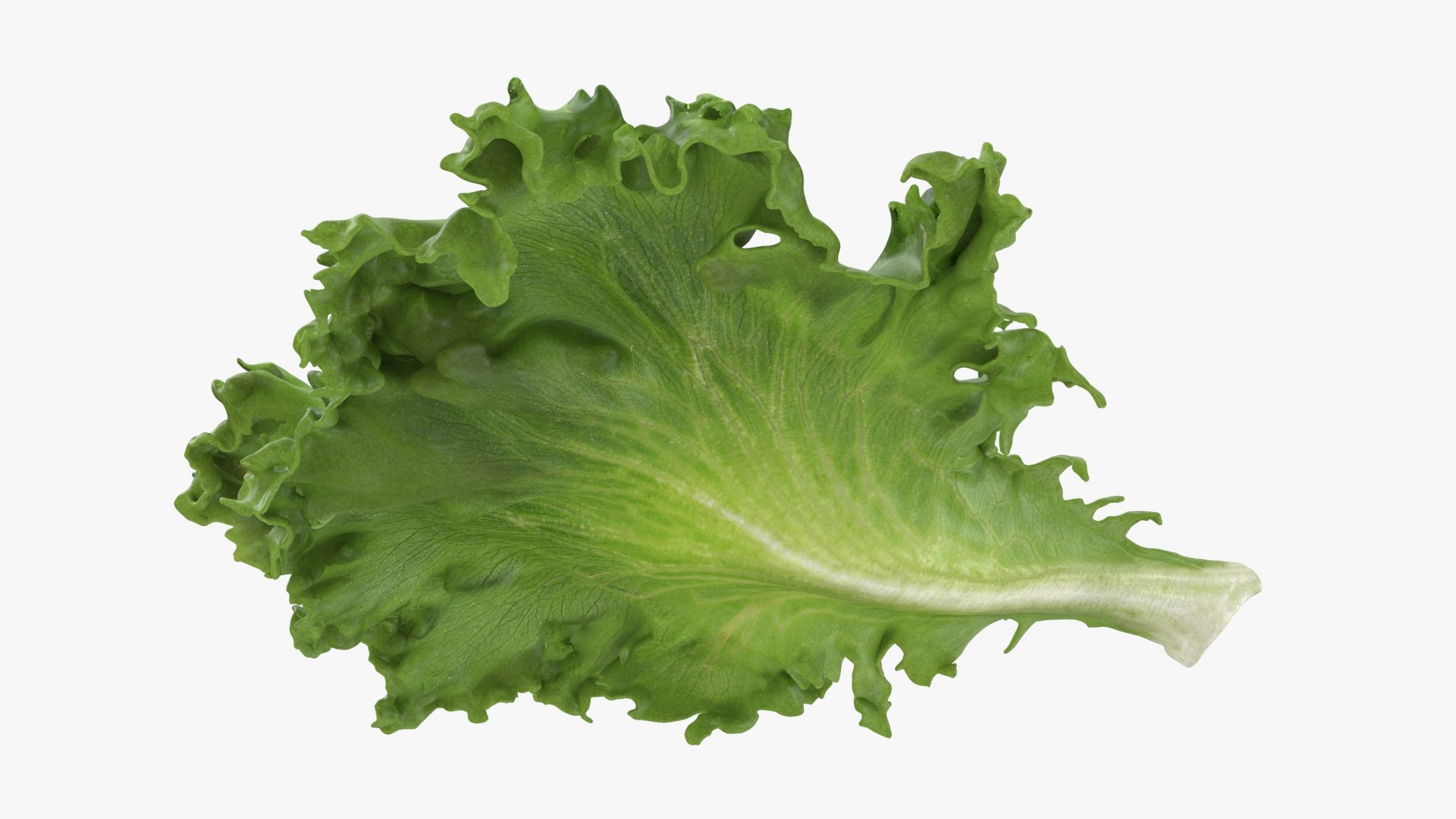 3D Frillice Iceberg Leaf - TurboSquid 2228568