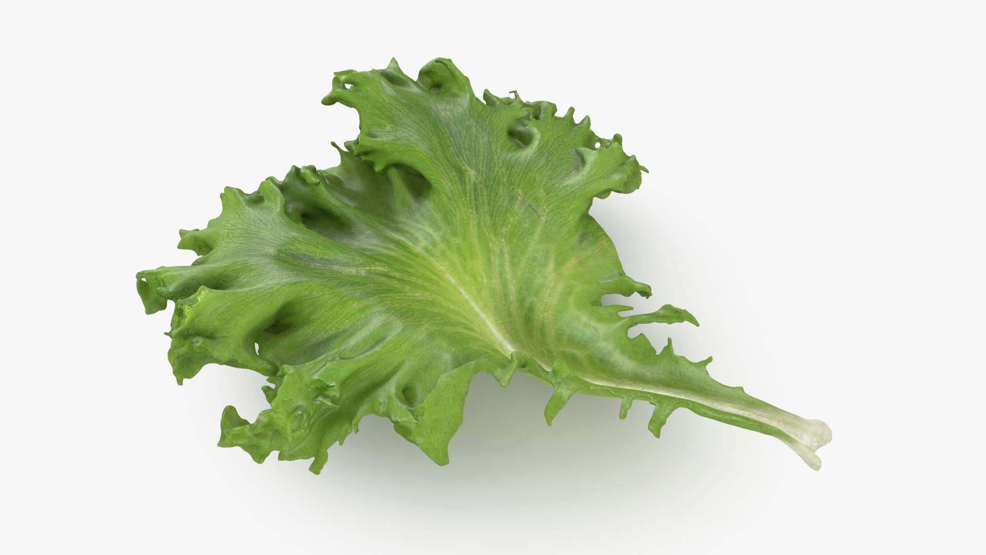 3D Frillice Iceberg Leaf - TurboSquid 2228568