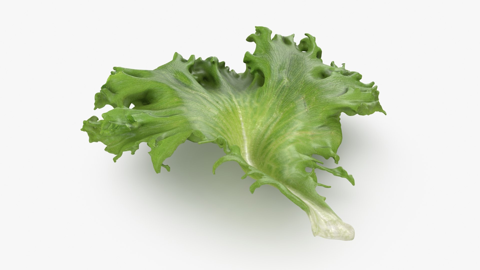 3D Frillice Iceberg Leaf - TurboSquid 2228568