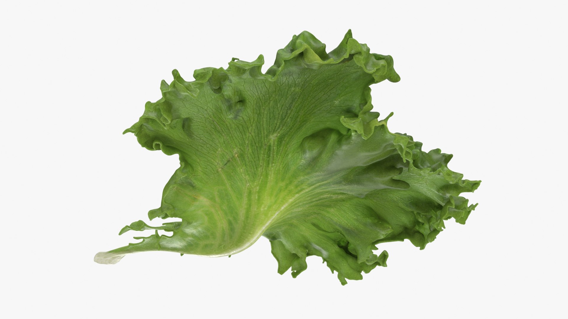 3D Frillice Iceberg Leaf - TurboSquid 2228568