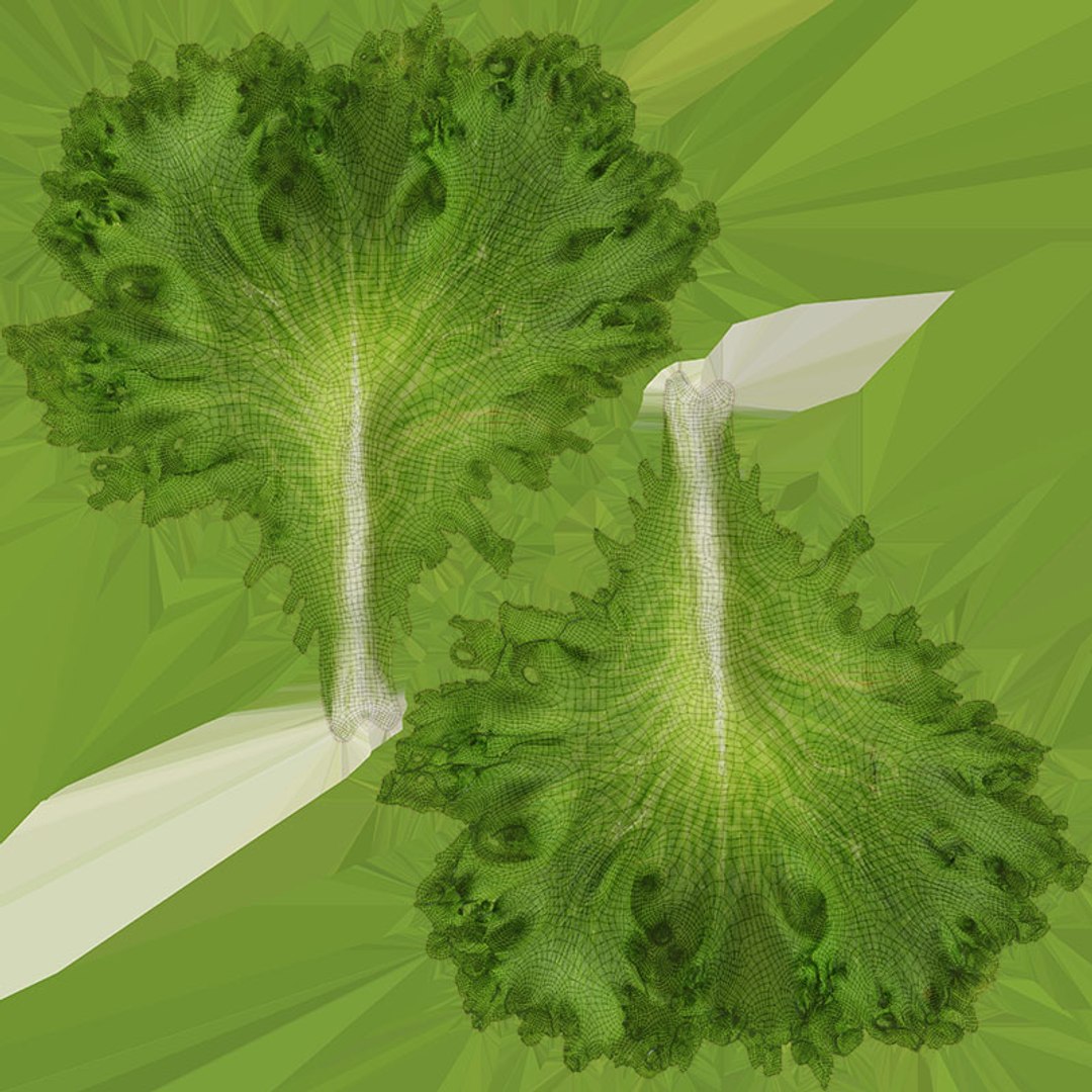 3D Frillice Iceberg Leaf - TurboSquid 2228568