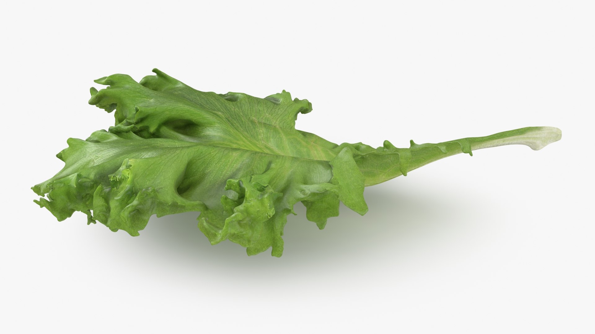 3D Frillice Iceberg Leaf - TurboSquid 2228568