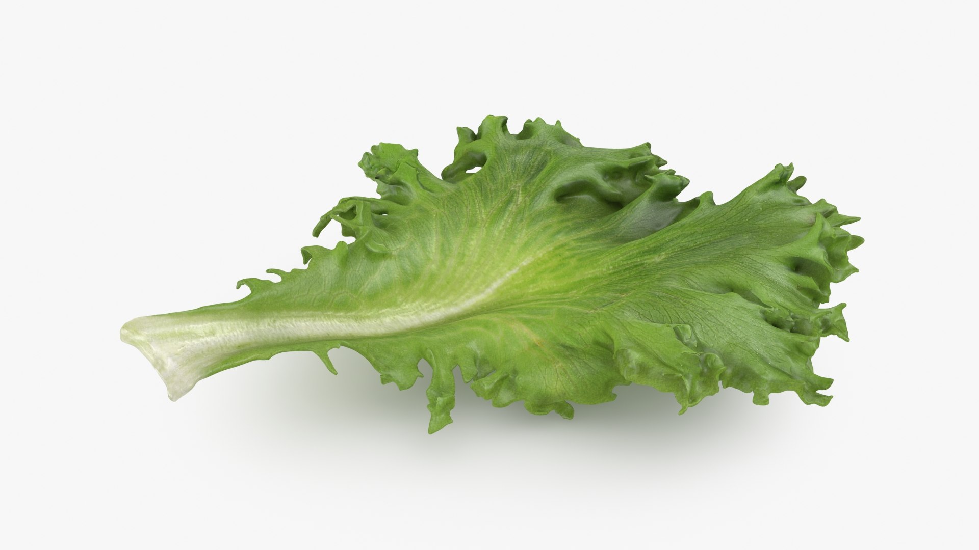 3D Frillice Iceberg Leaf - TurboSquid 2228568