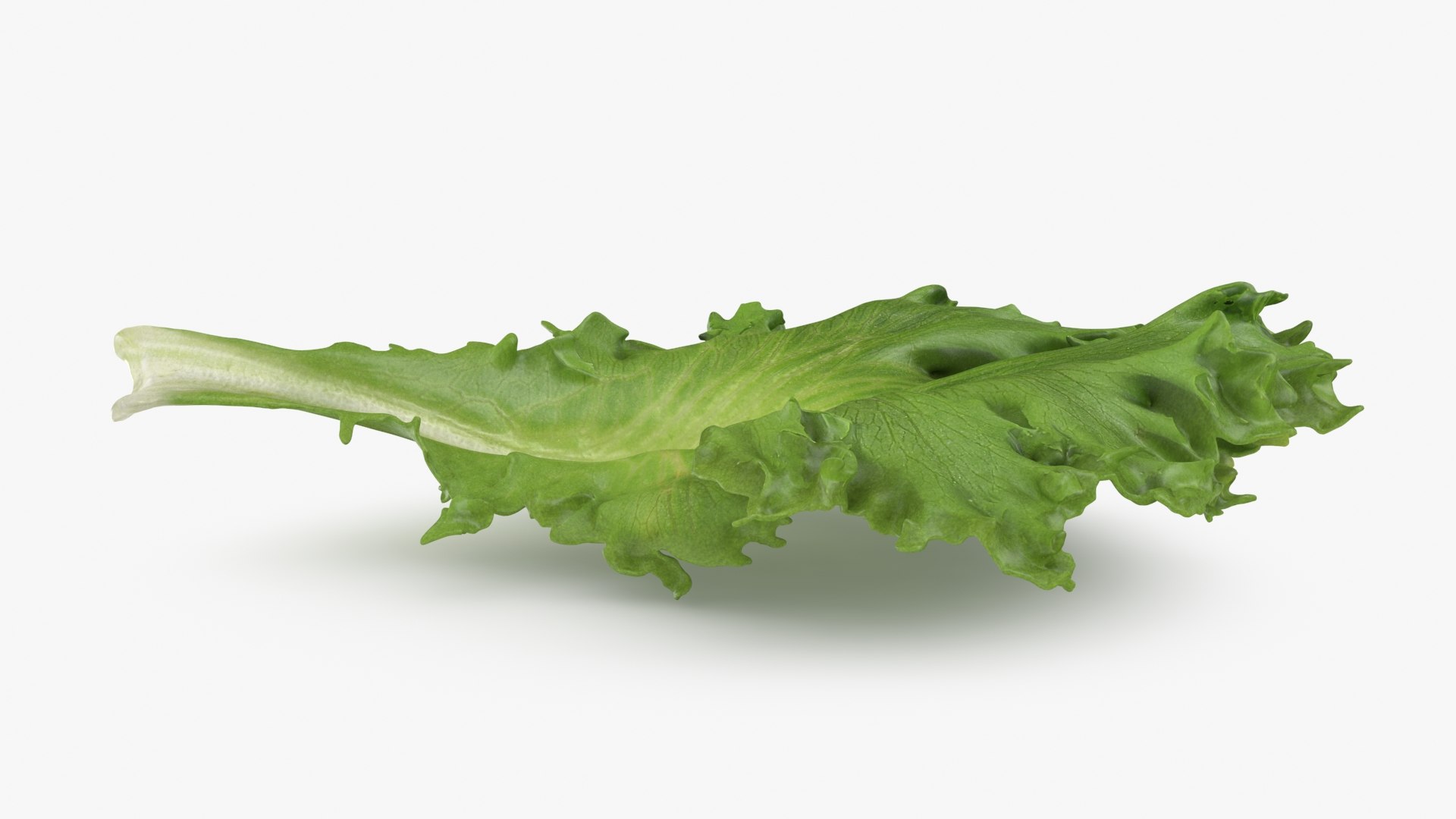 3D Frillice Iceberg Leaf - TurboSquid 2228568