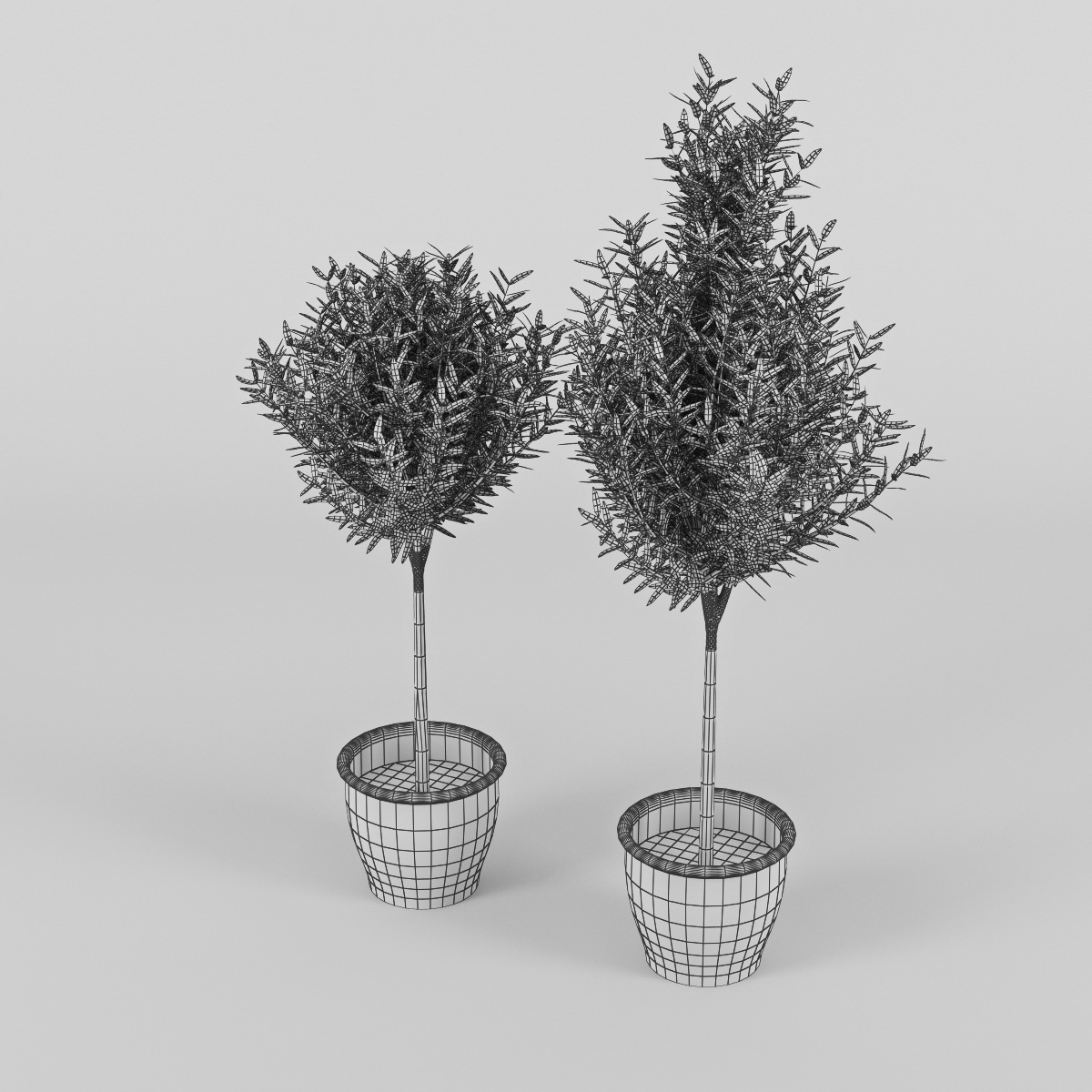 3d model olive trees pots