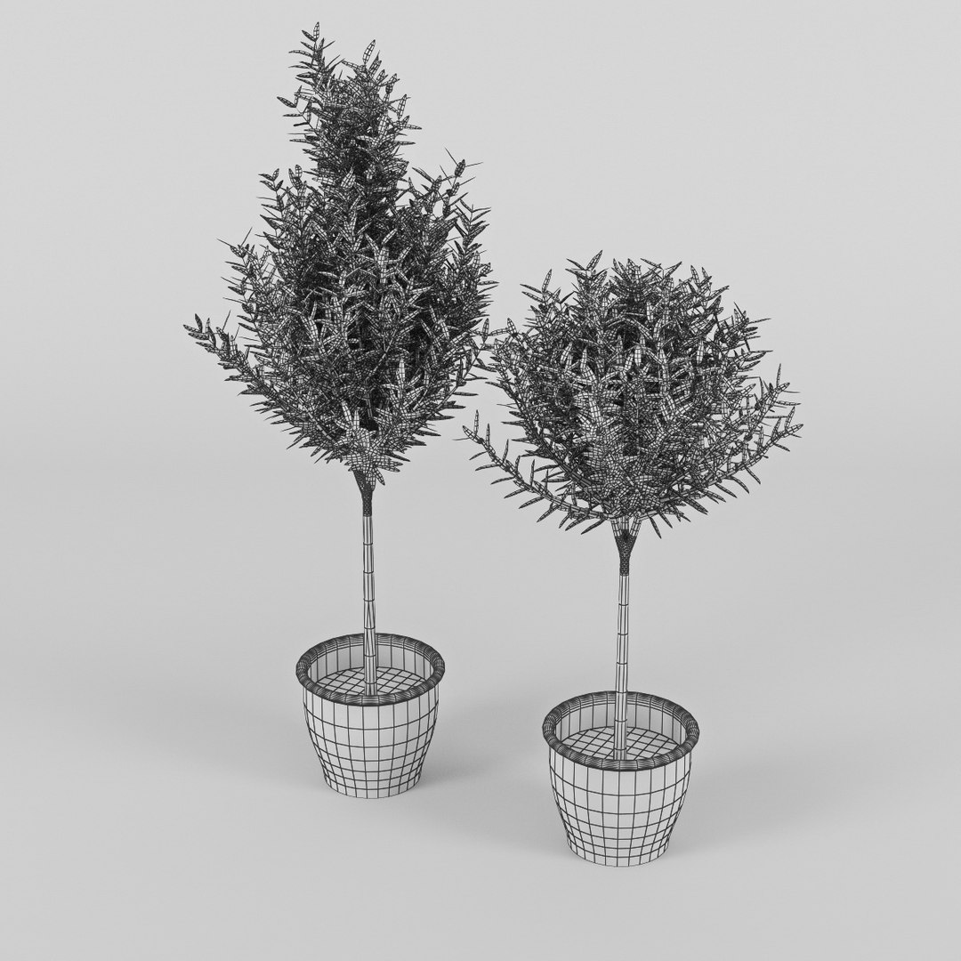 3d Model Olive Trees Pots