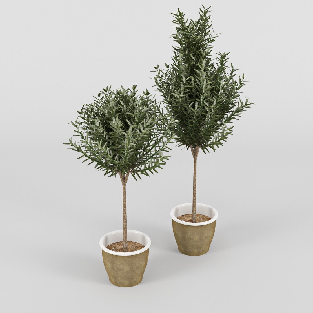 3d Model Olive Trees Pots