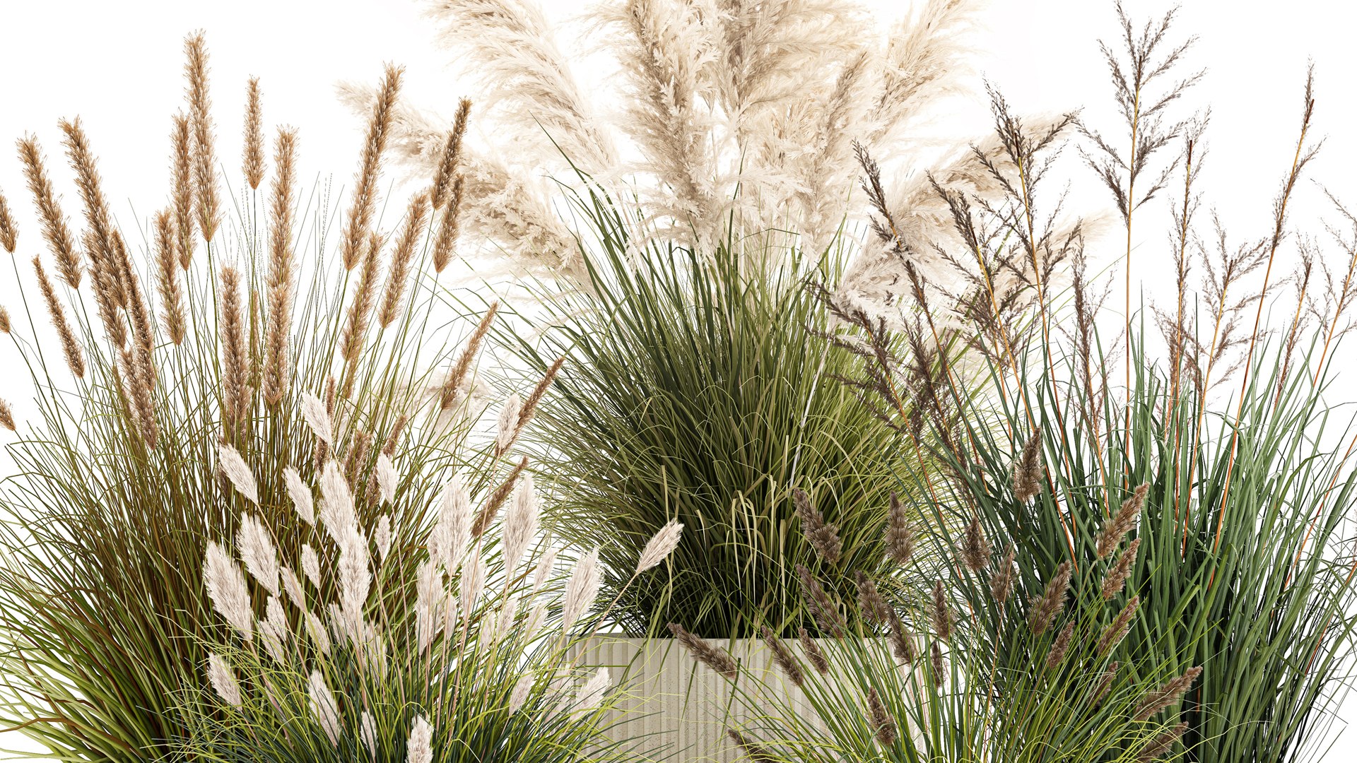 Beautiful Bushes Of Pampas And Feather Grass In Pots 1255 3D Model ...