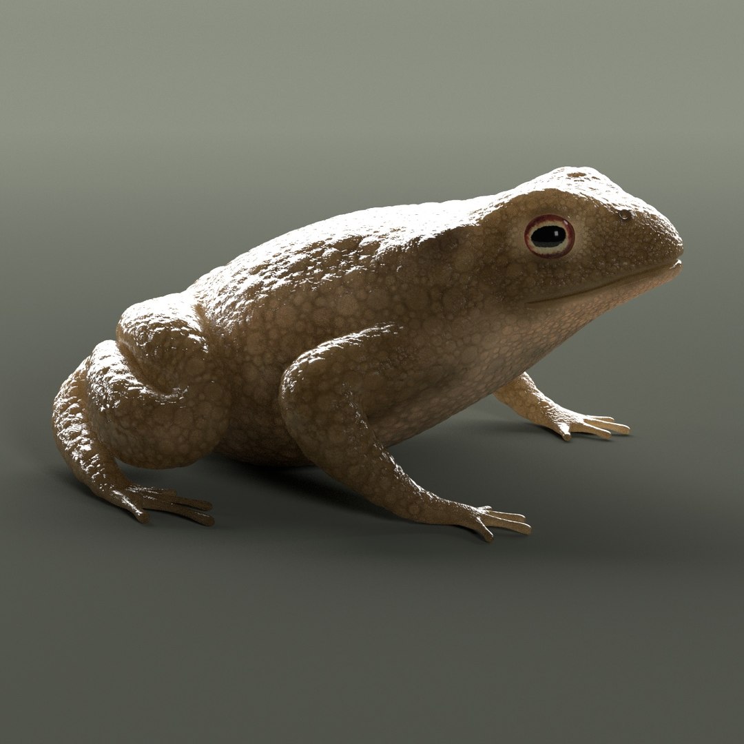 Toad Bufo 3d Model