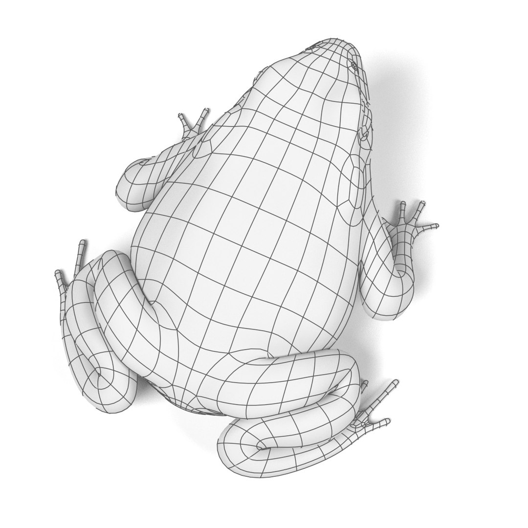 Toad Bufo 3d Model