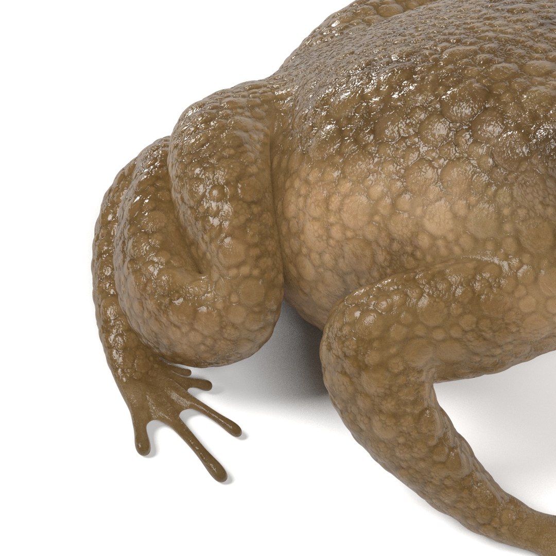 Toad Bufo 3d Model
