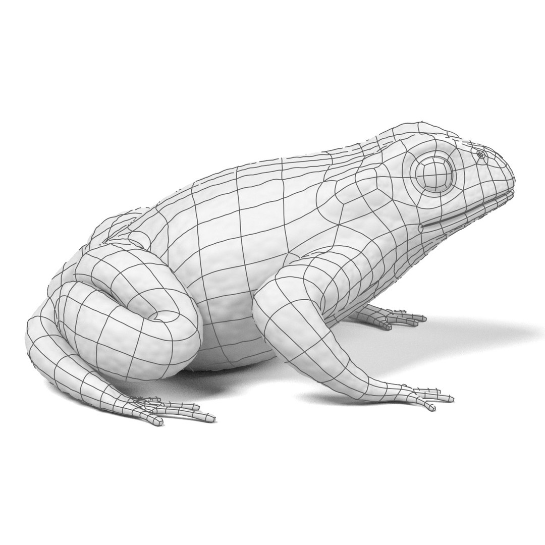 Toad Bufo 3d Model