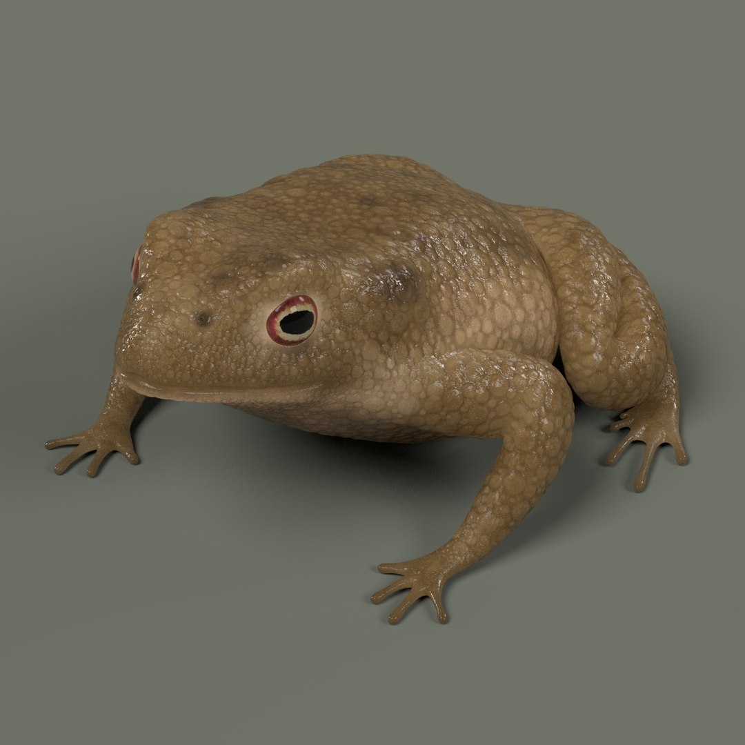 Toad Bufo 3d Model