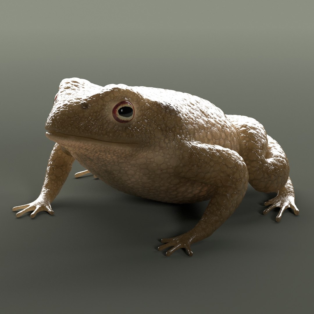 Toad Bufo 3d Model