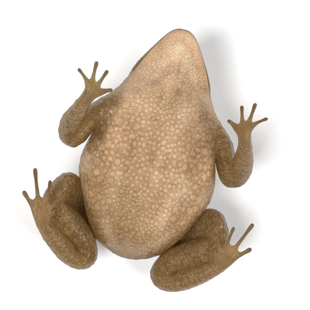 Toad Bufo 3d Model