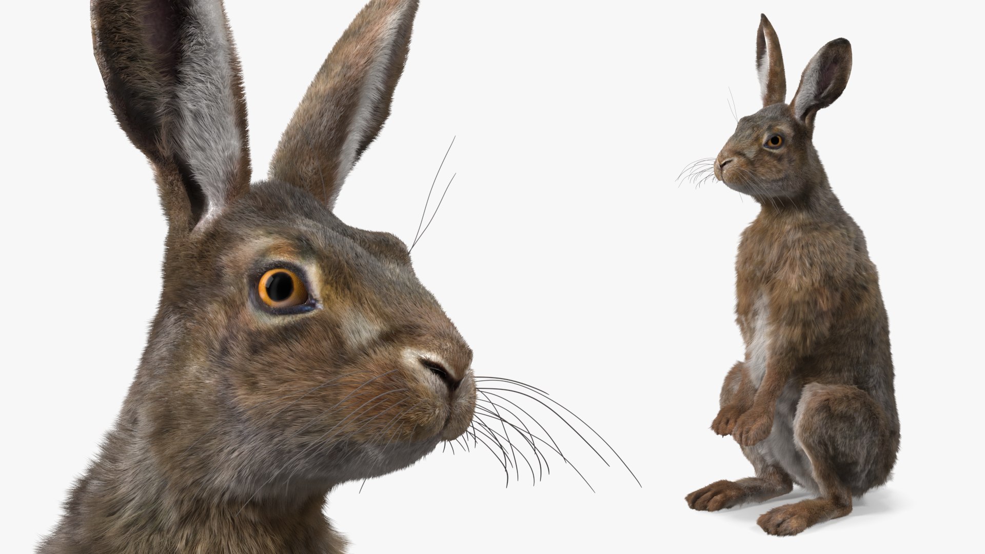 Snowshoe Hare Standing Pose Fur 3D Model - TurboSquid 2128852