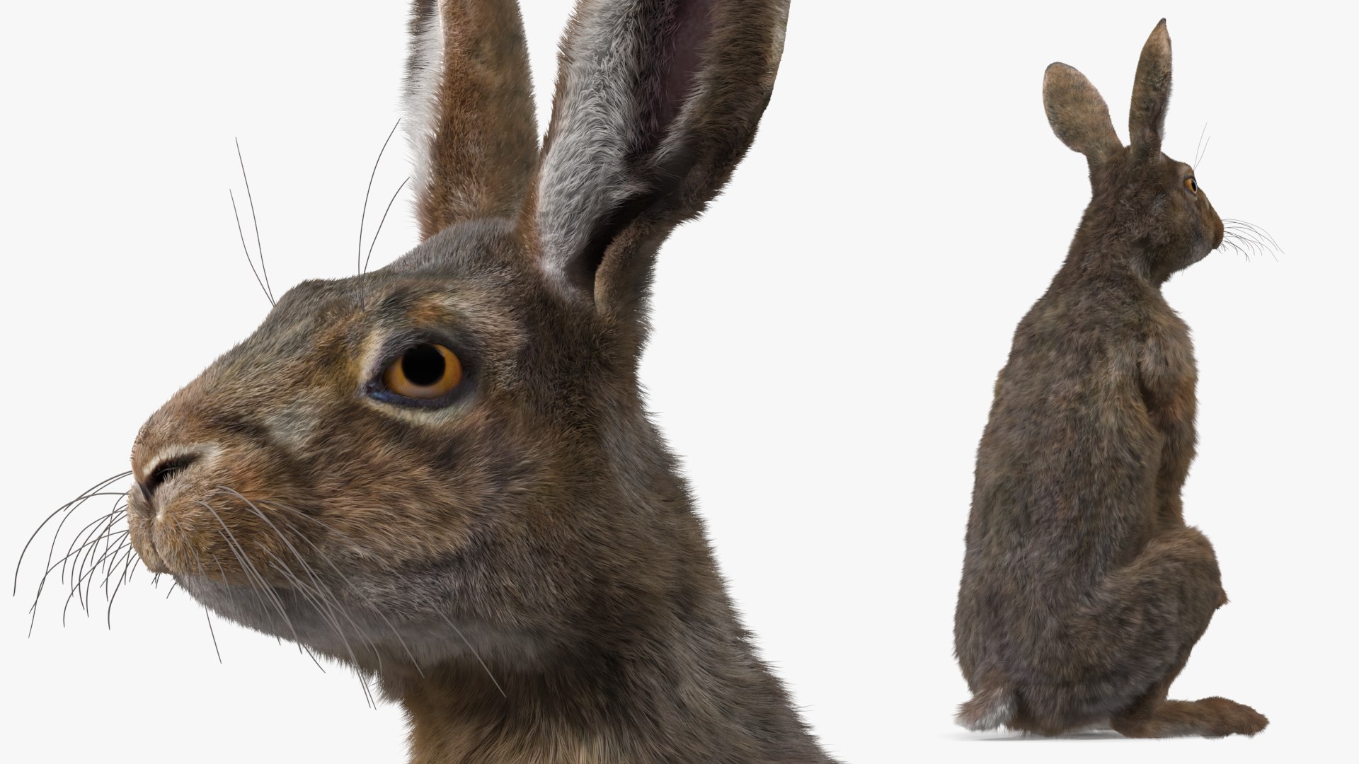 Snowshoe Hare Standing Pose Fur 3D Model - TurboSquid 2128852