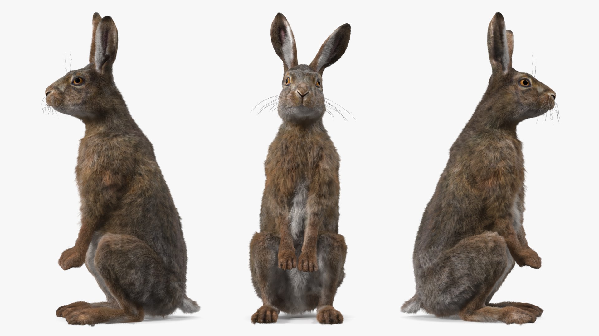 Snowshoe Hare Standing Pose Fur 3D Model - TurboSquid 2128852