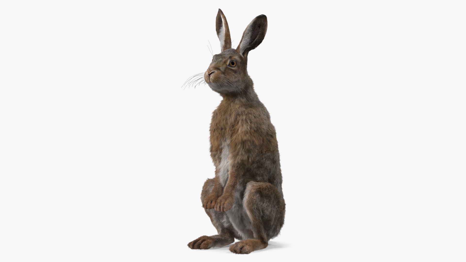 Snowshoe Hare Standing Pose Fur 3D Model - TurboSquid 2128852