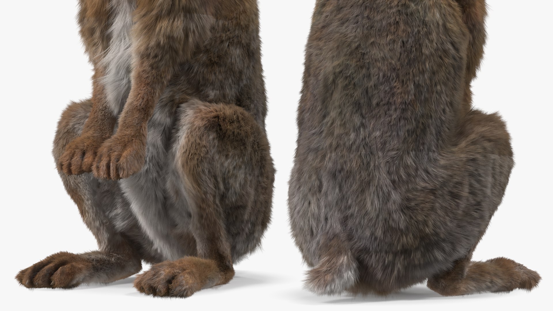 Snowshoe Hare Standing Pose Fur 3D Model - TurboSquid 2128852