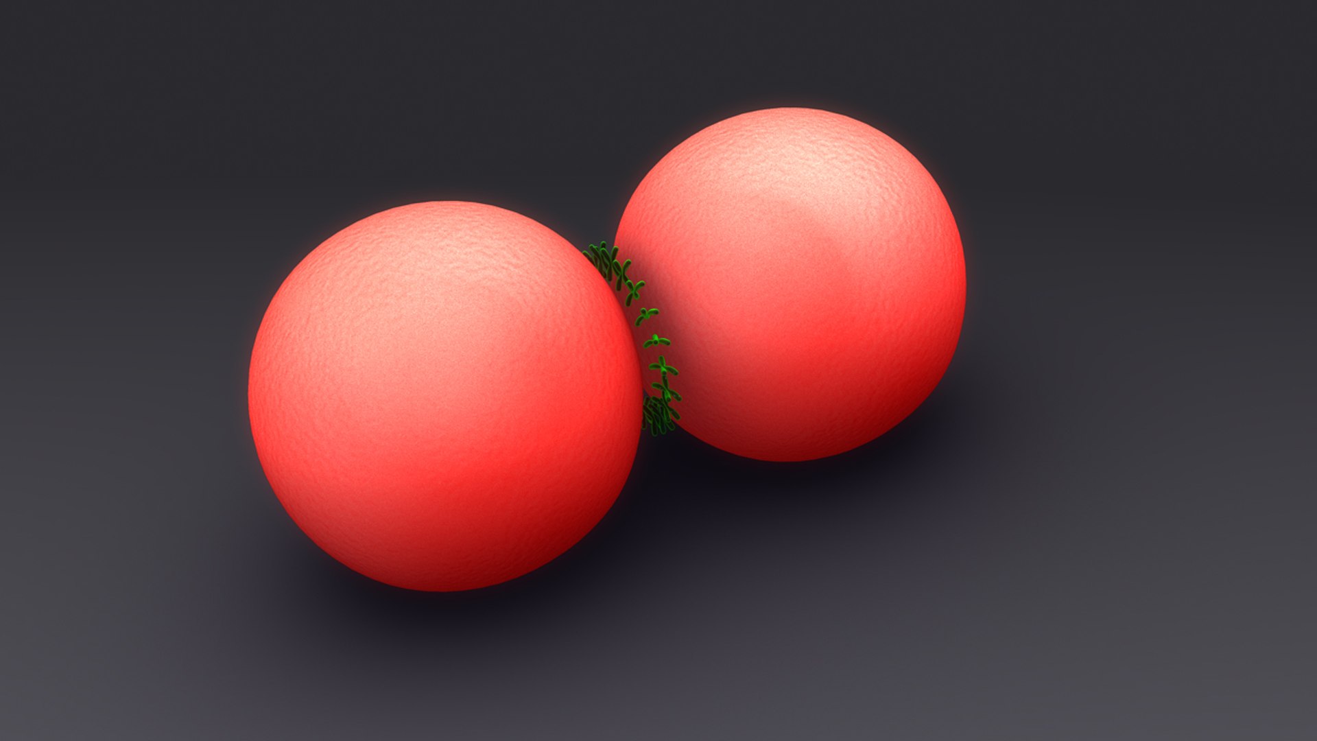 3d cell division model