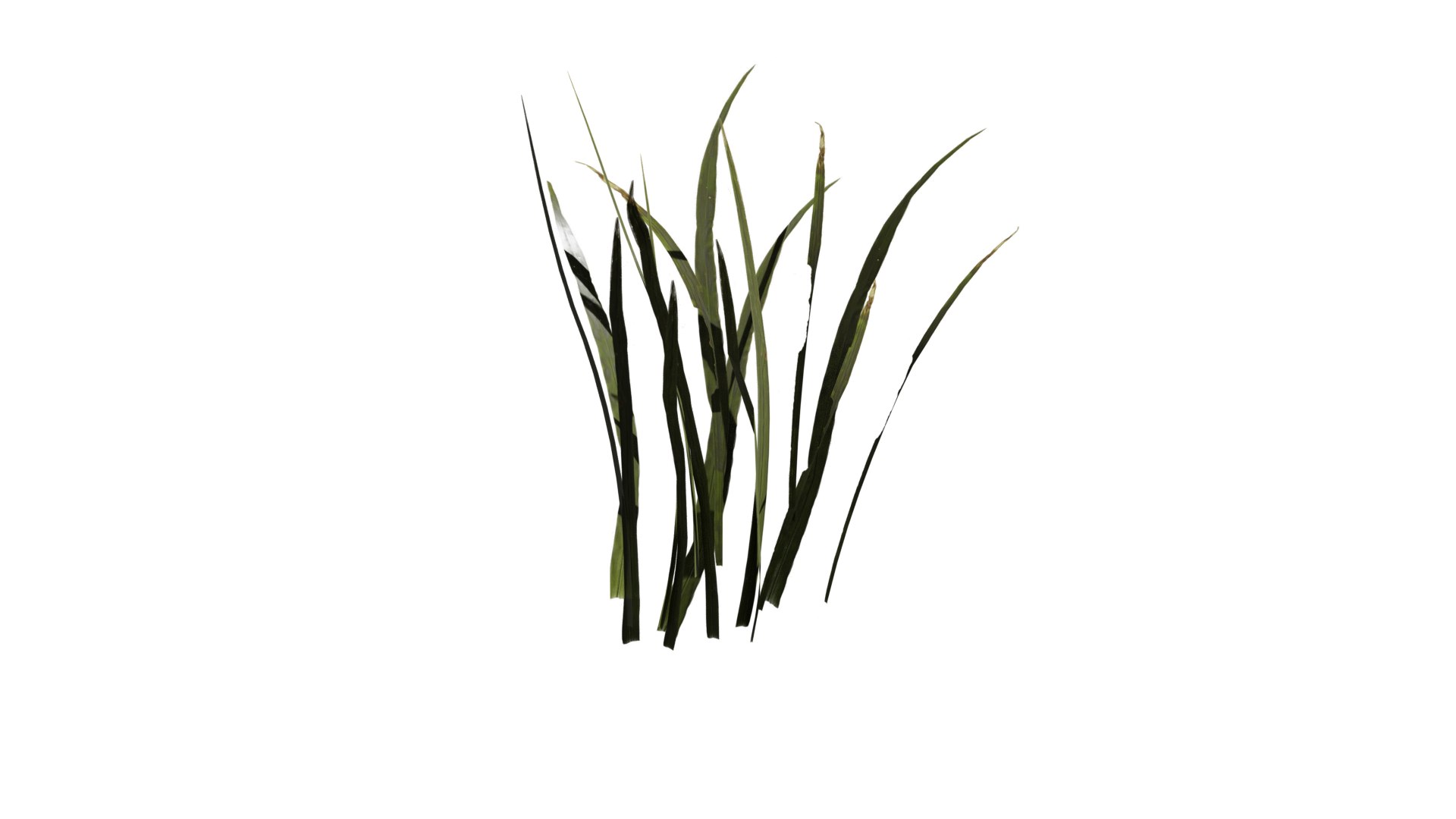 Cherry Grass 3D - TurboSquid 1594718