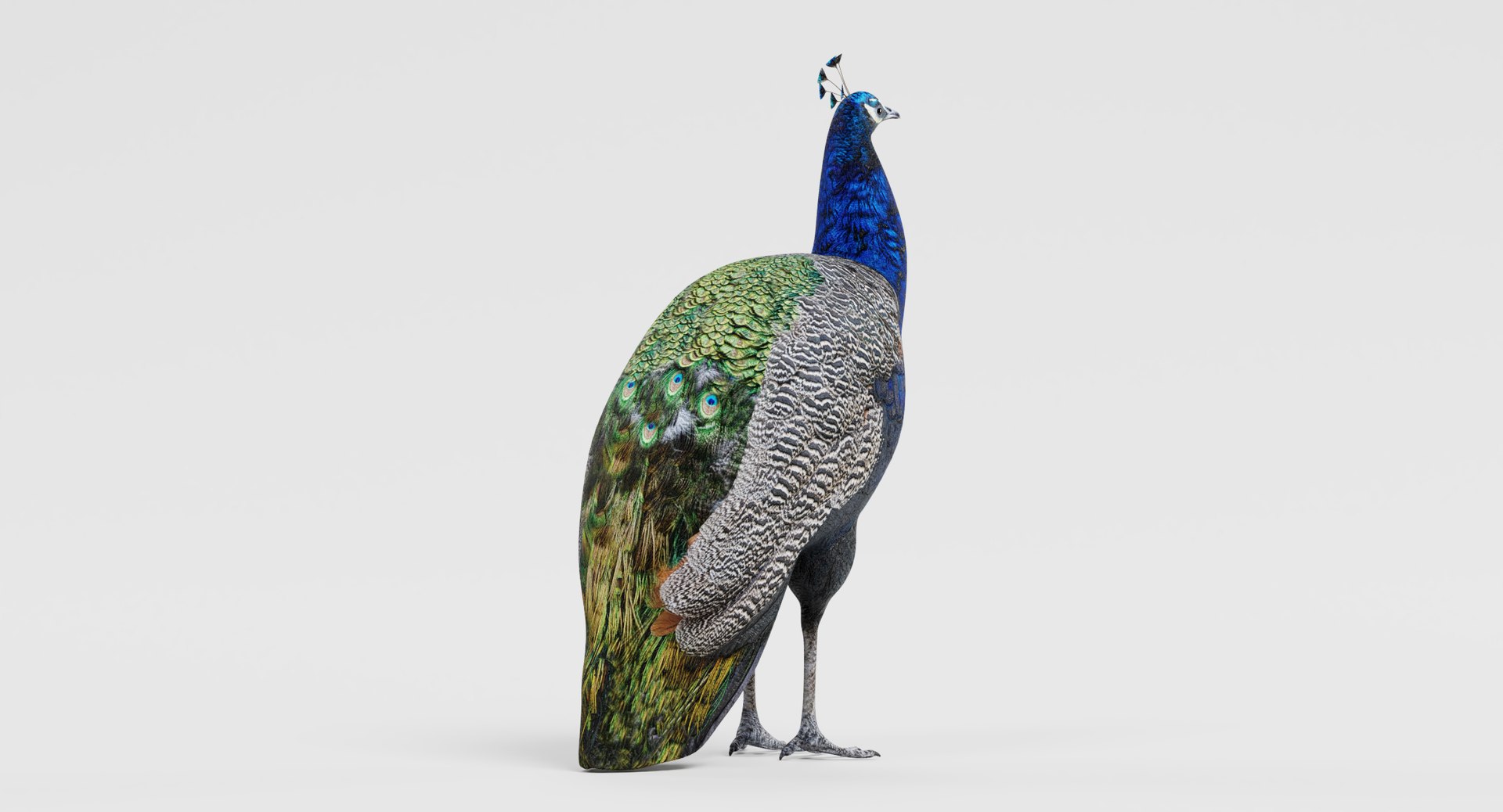 3D Indian Peafowl - TurboSquid 1344594