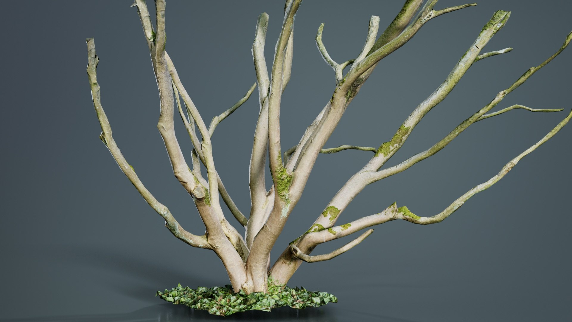 3D Curly Multy Trunk Tree Remastered - TurboSquid 2363158