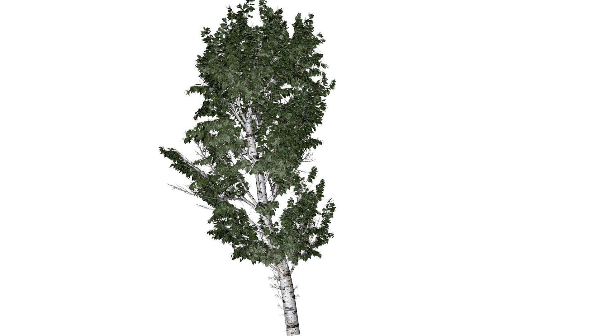 European White Birch Tree - 09 - 3D Model - TurboSquid 2375869