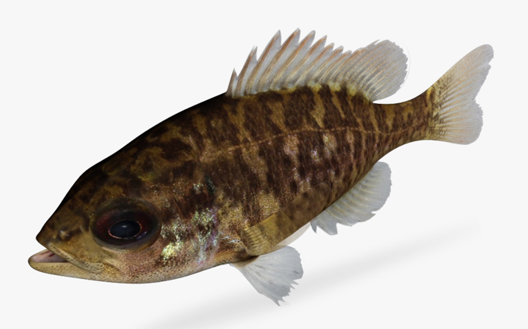 Lepomis Gulosus Warmouth 3d Fbx