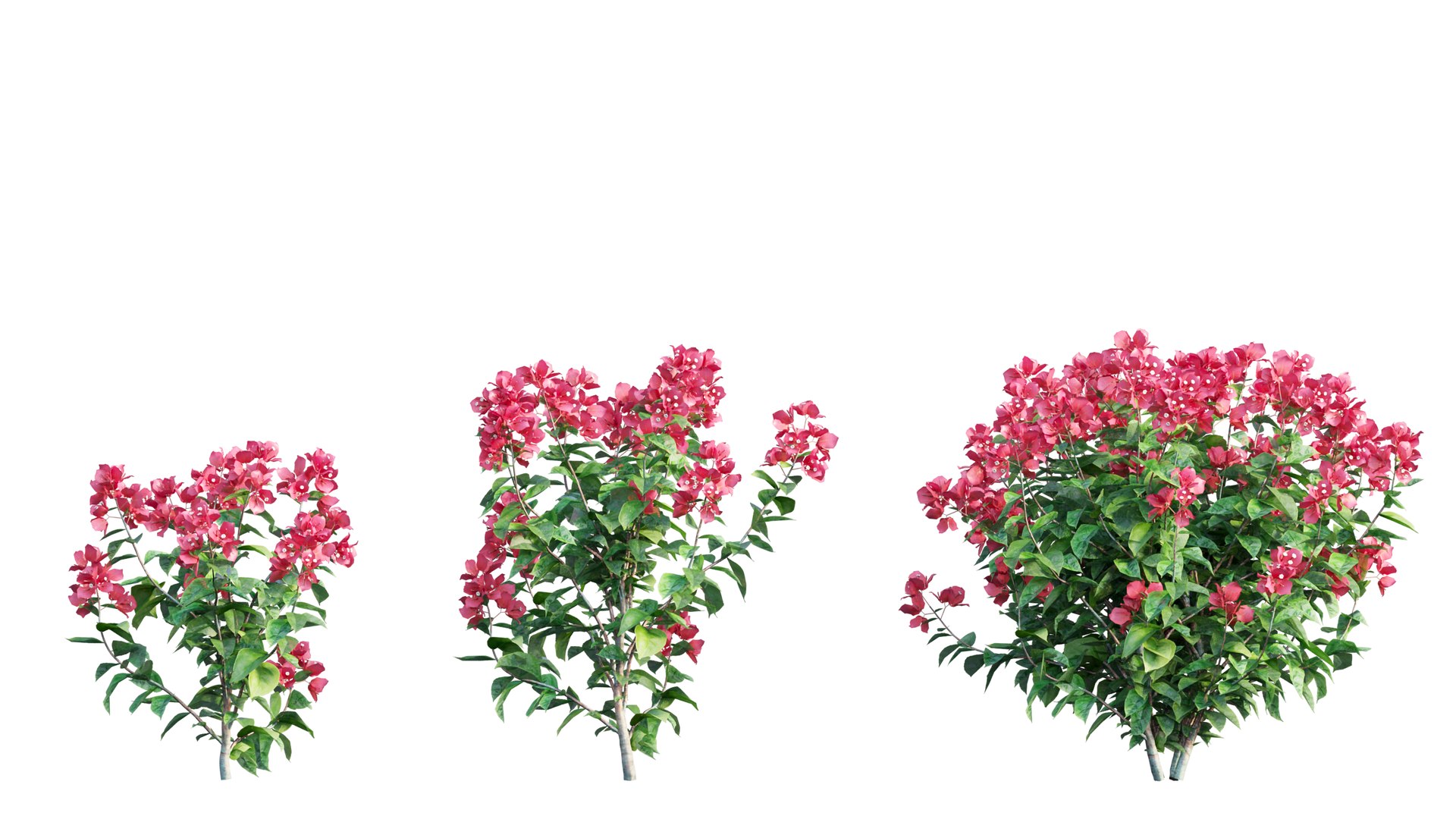 Bougainvillea Plant Set 36 3D Model - TurboSquid 1983169