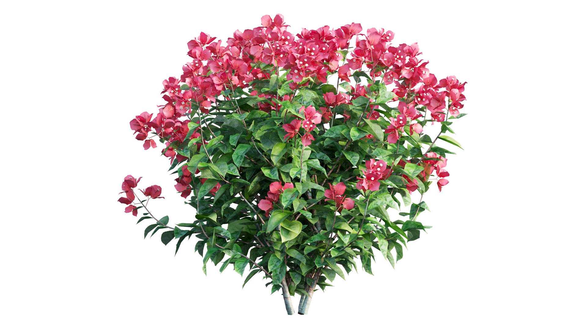 Bougainvillea Plant Set 36 3D Model - TurboSquid 1983169