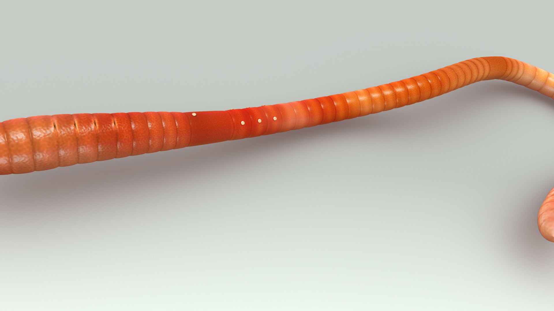 Pheritima 3d Obj