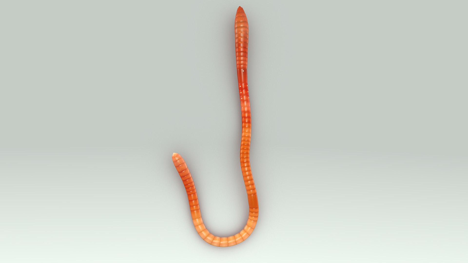 Pheritima 3d Obj