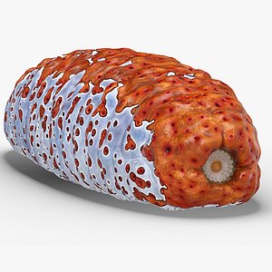 Download Free & Premium Sea Cucumber 3D Models | TurboSquid