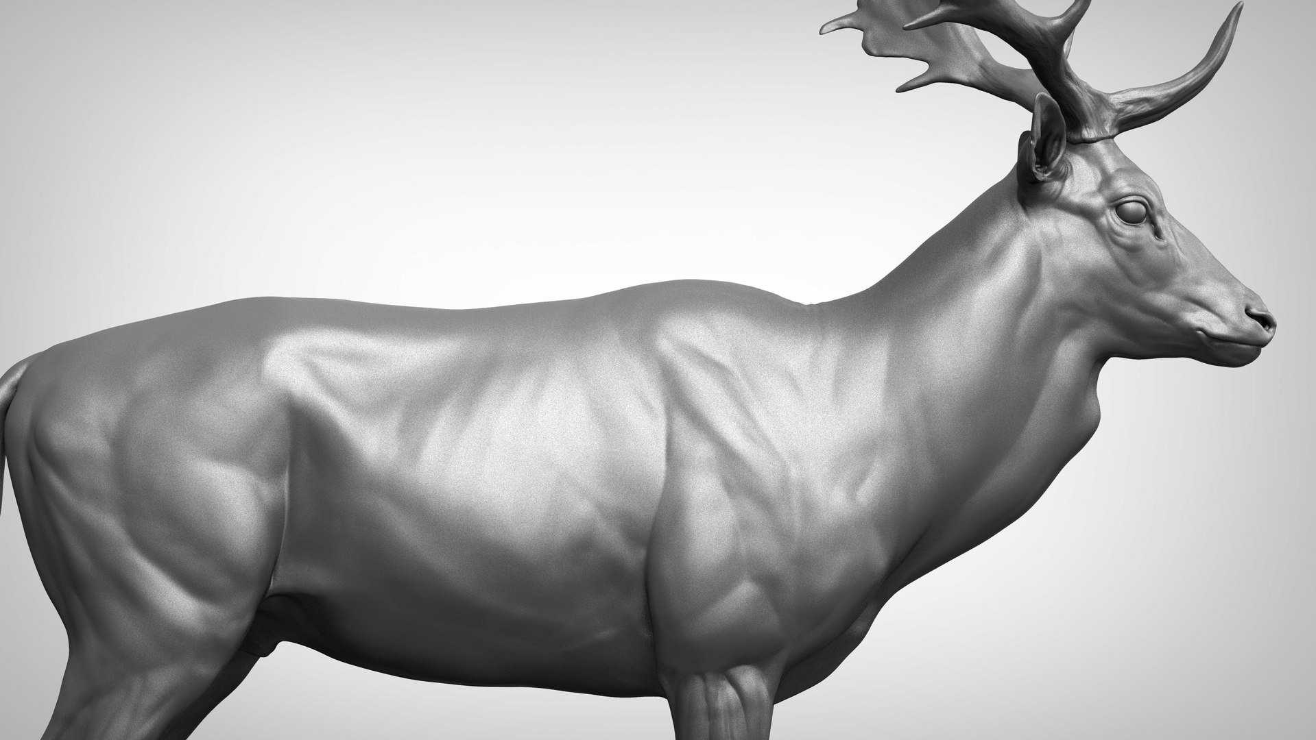 Fallow Deer Buck Dama Dama Zbrush Sculpture Digital 3D Model ...