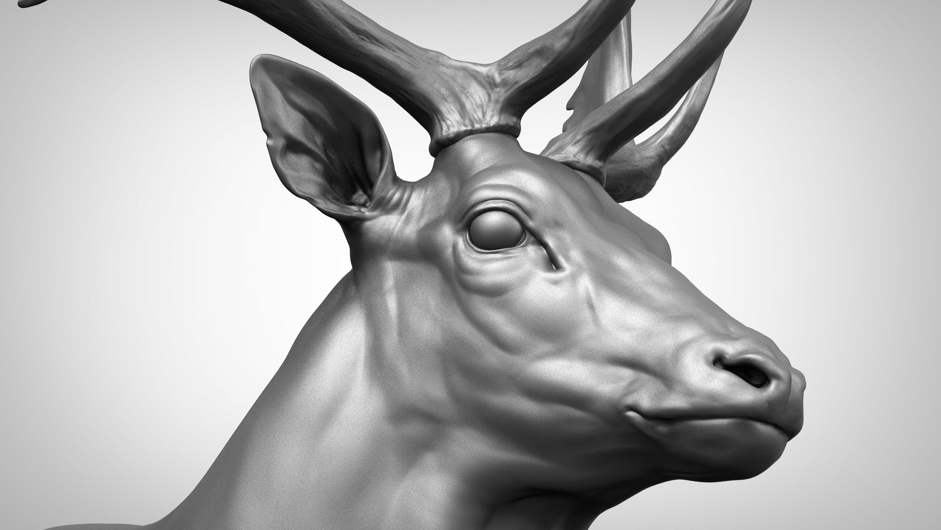 Fallow Deer Buck Dama Dama Zbrush Sculpture Digital 3D Model ...