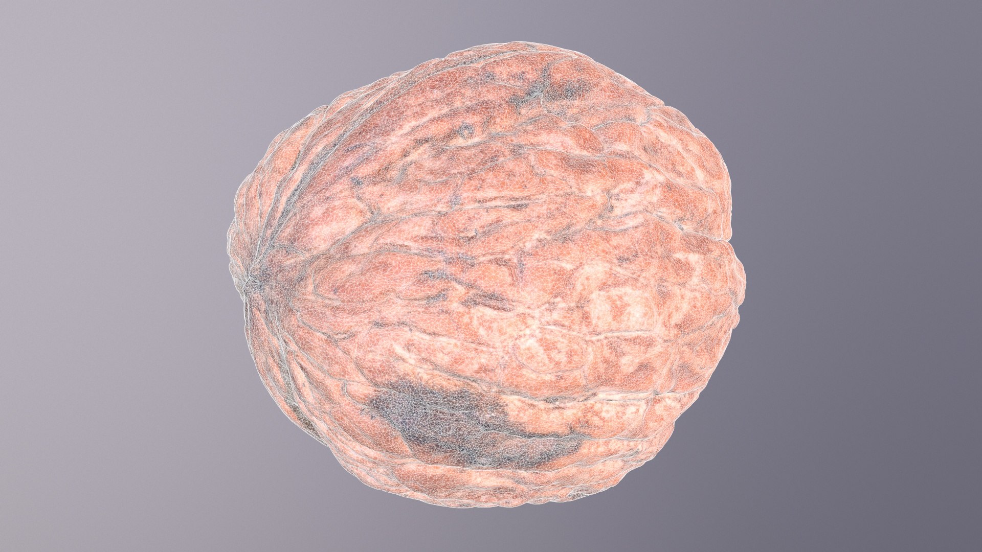 3D Walnut fruit 05 high-poly 3D model model - TurboSquid 1839789