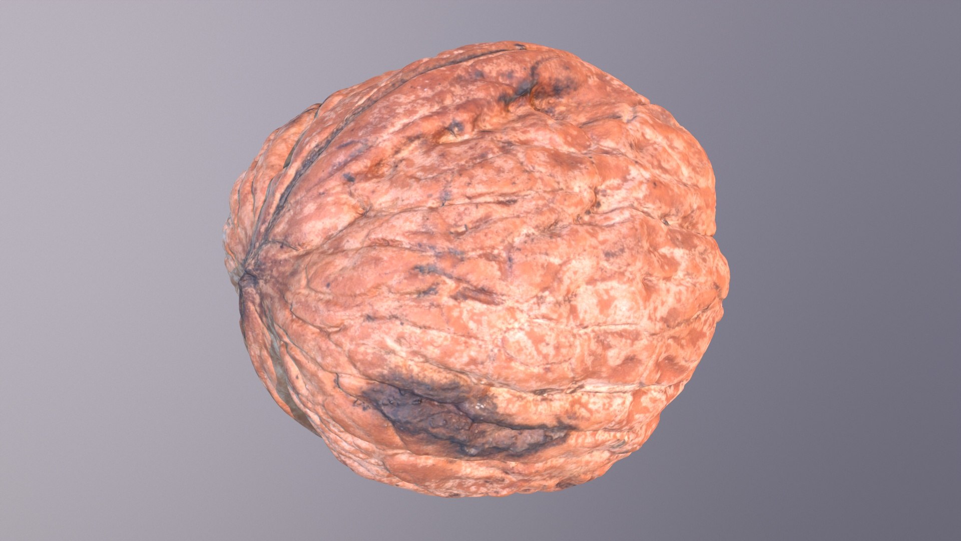 3D Walnut fruit 05 high-poly 3D model model - TurboSquid 1839789