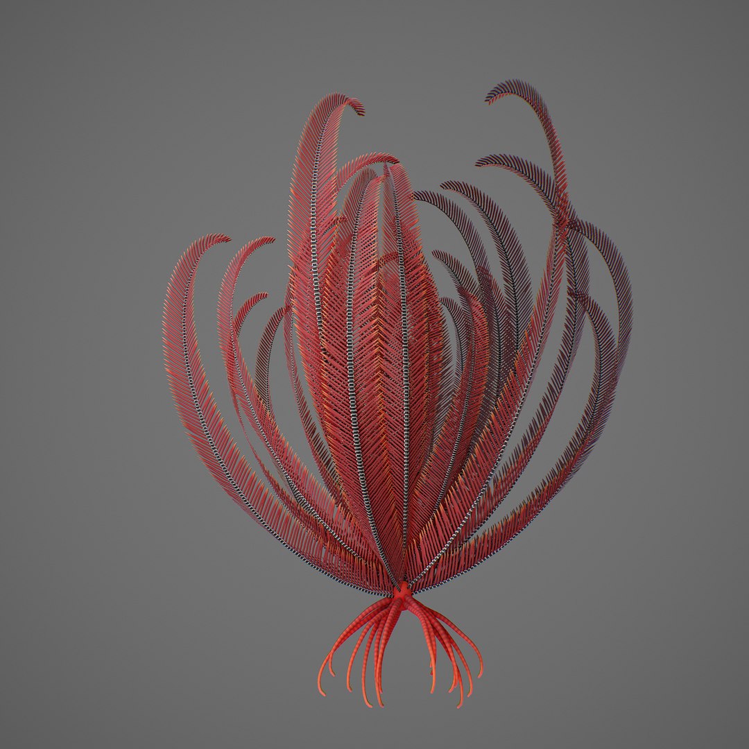 Crinoid 3D - TurboSquid 1737772