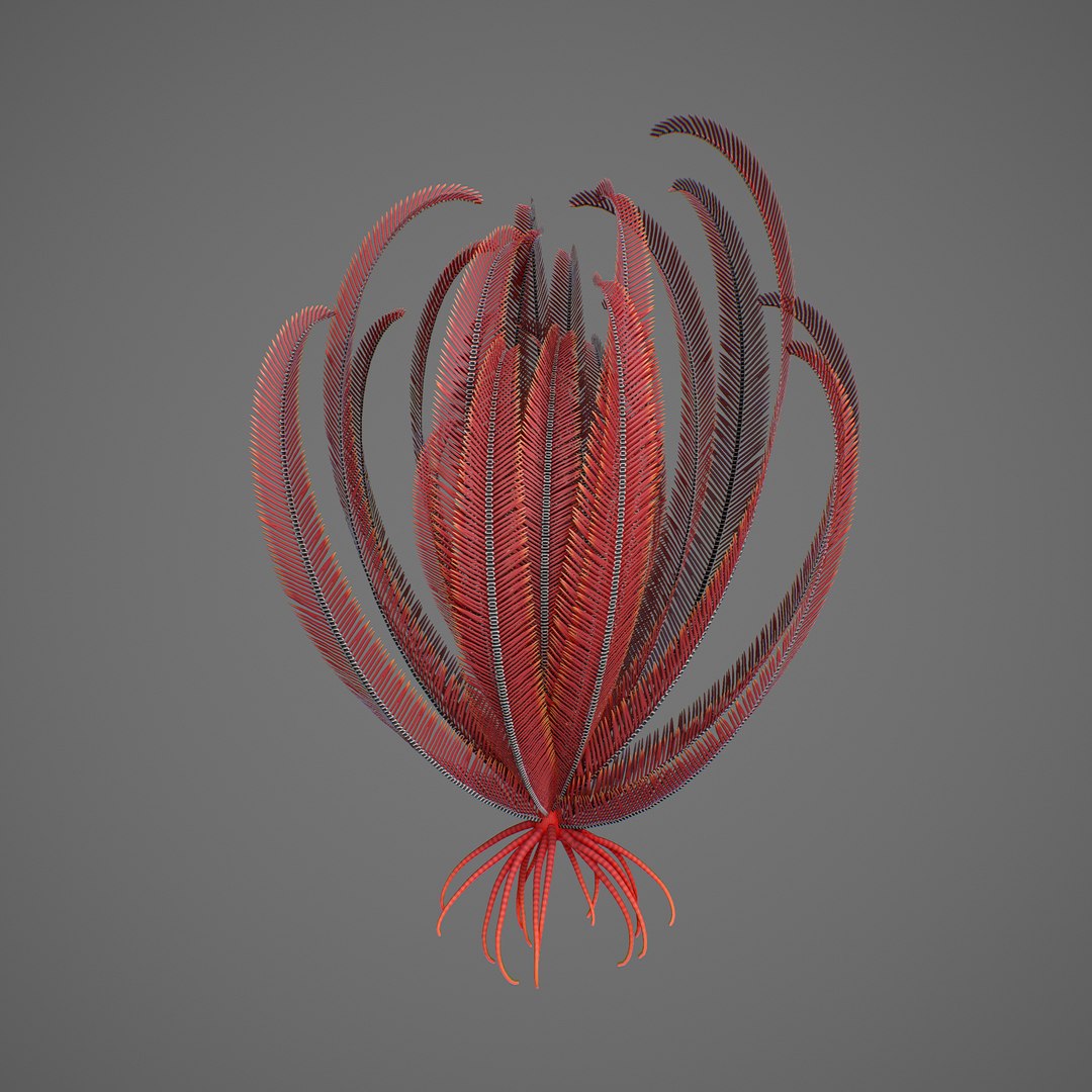 Crinoid 3D - TurboSquid 1737772