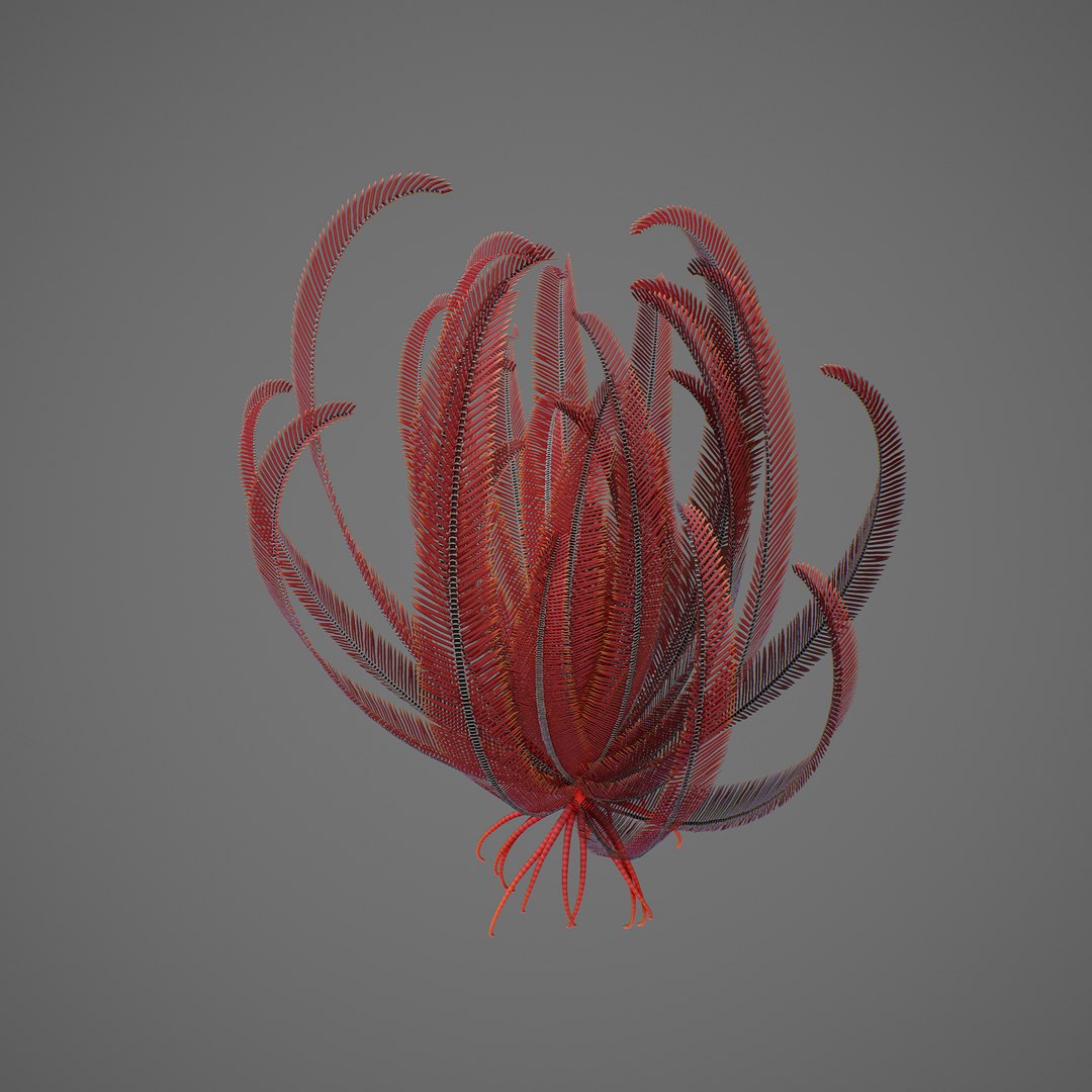 Crinoid 3D - TurboSquid 1737772
