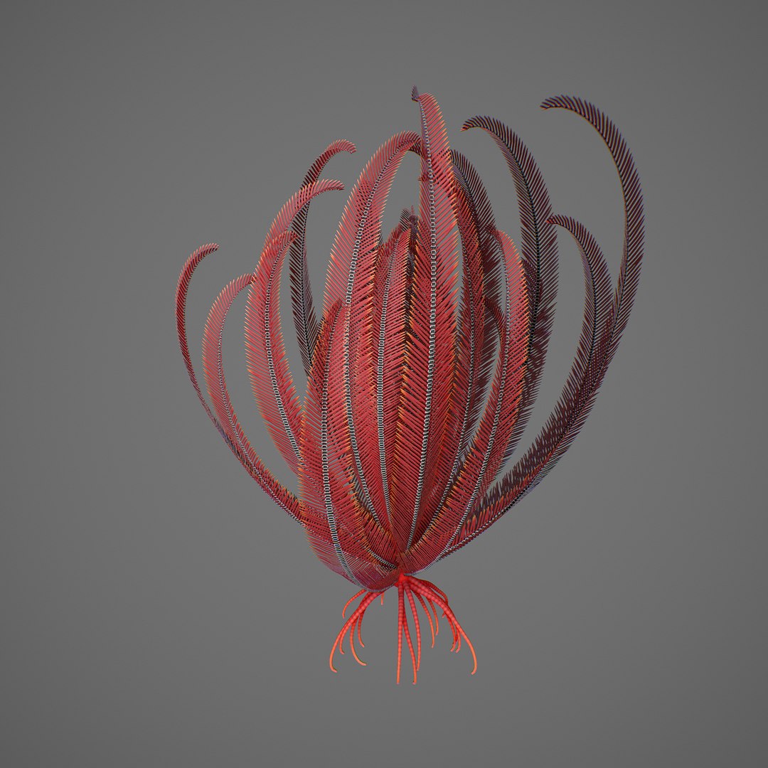 Crinoid 3D - TurboSquid 1737772