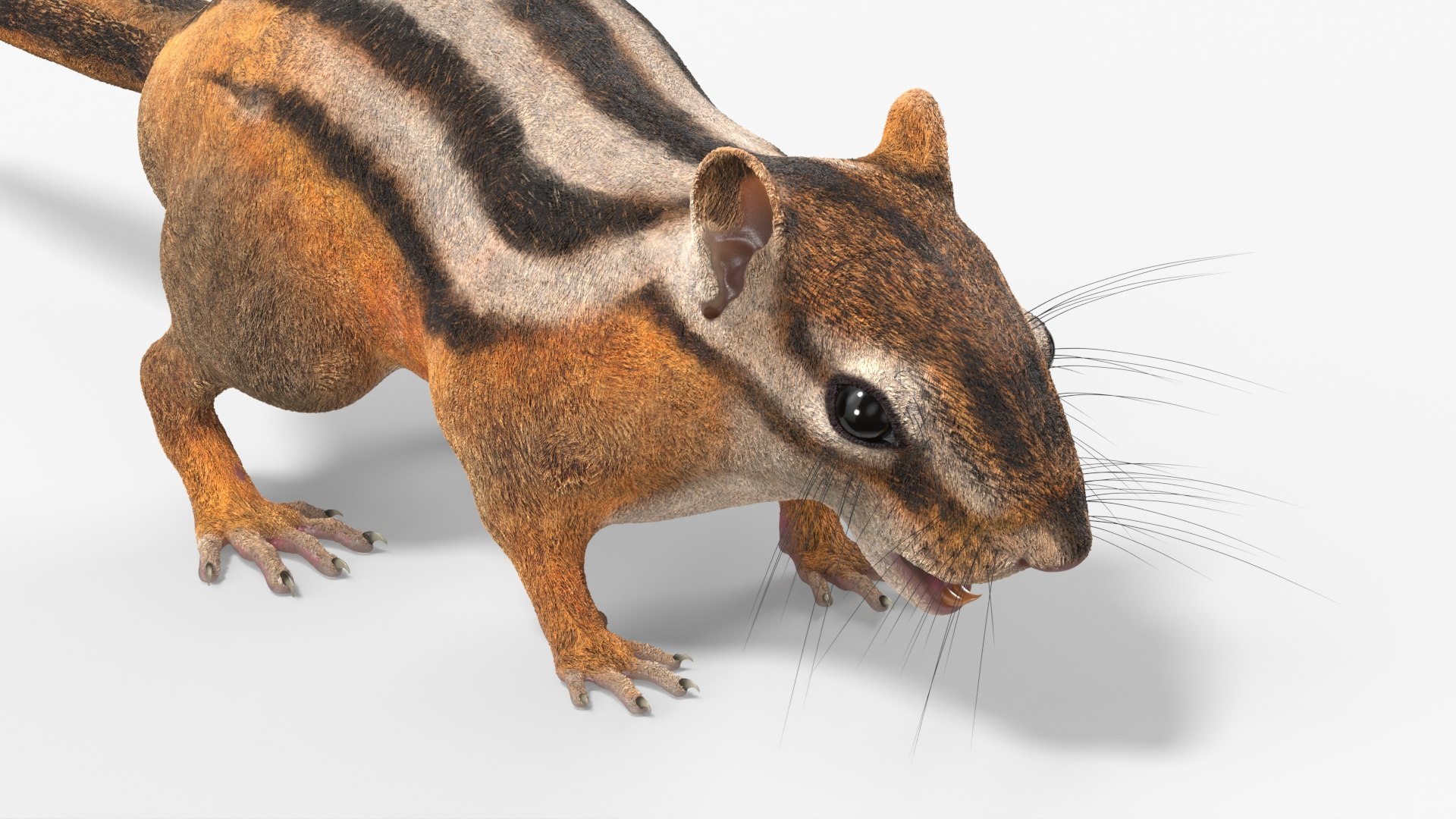 3D Wild Chipmunk Mammal Model - TurboSquid 2436869
