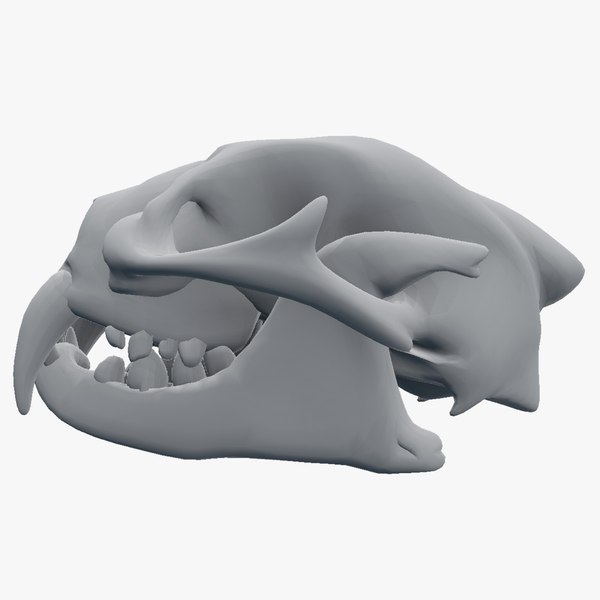 Free Blender Skeleton Models | TurboSquid