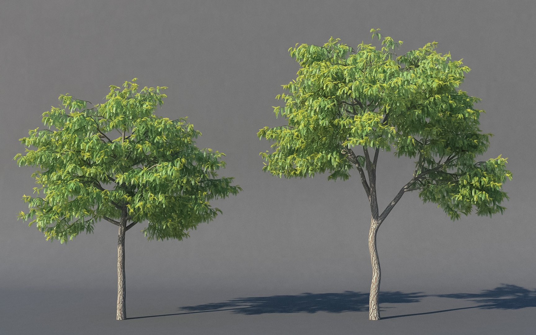Free 3D XfrogPlants Honey Locust - Gledista Triacanthos - TurboSquid ...