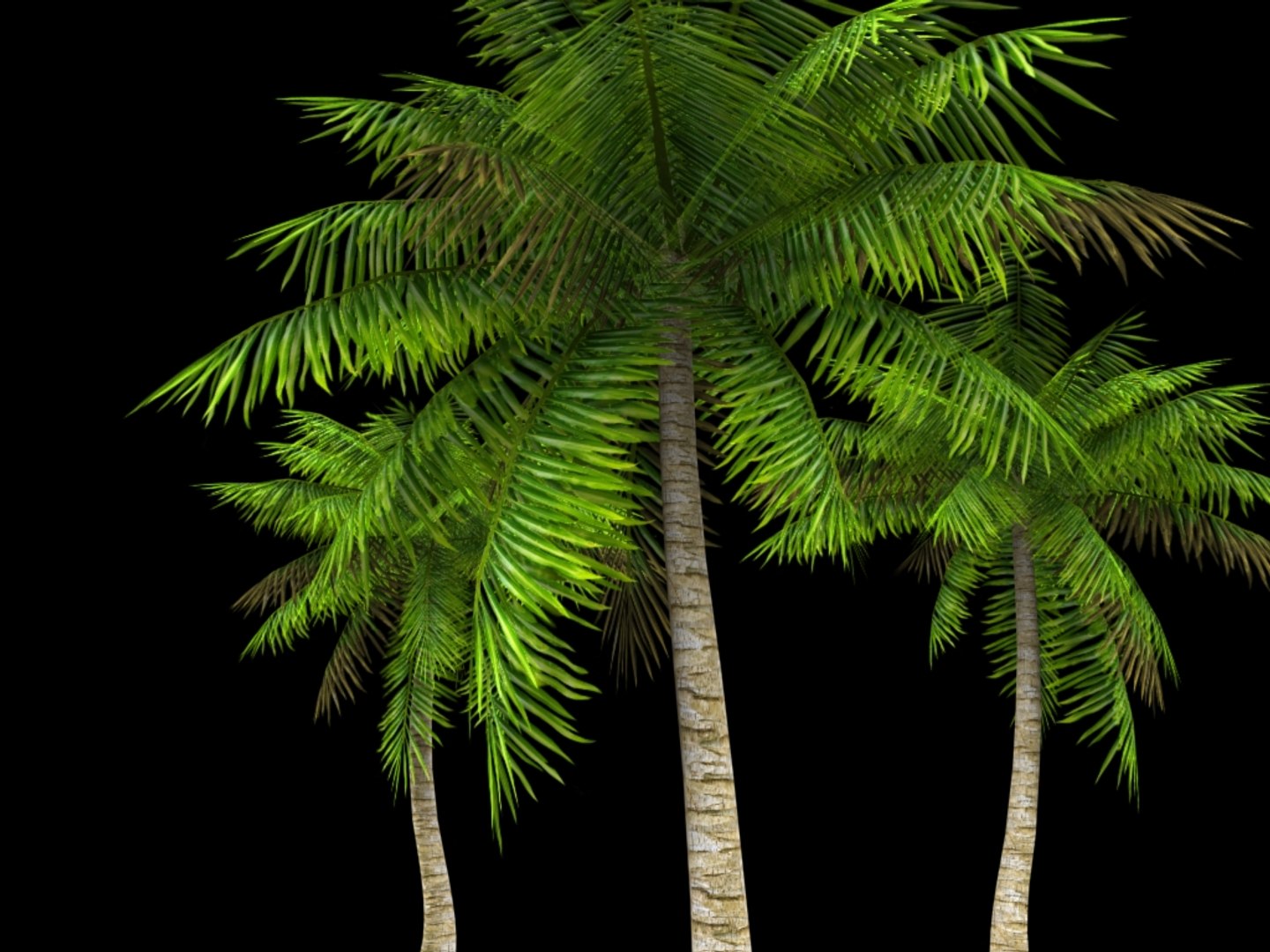 3d Model Palms Tree