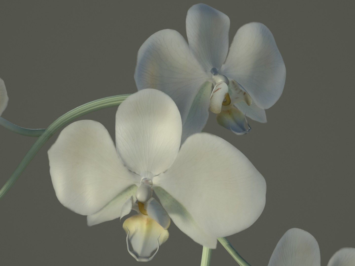3d Model Of Orchid Flower