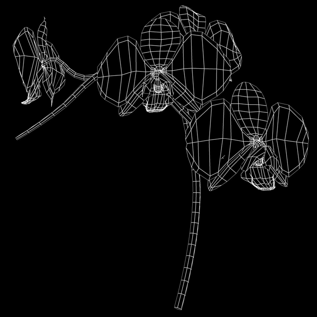 3d Model Of Orchid Flower